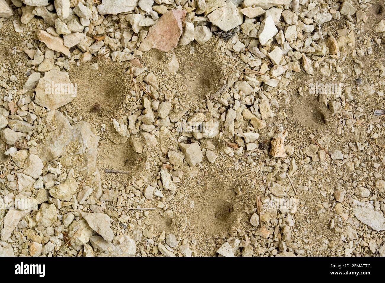 Catch funnel that the ant lion creates in sandy places. The ant lion is ...
