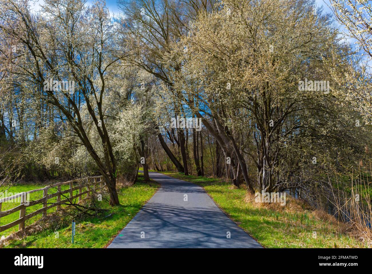Cycle path in spring, flowering plum trees, sunny day Stock Photo - Alamy