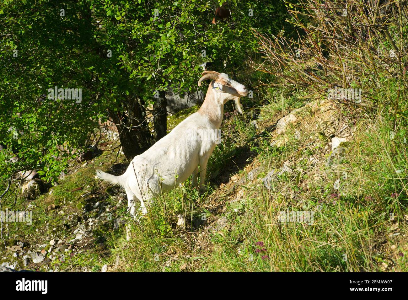 Germany, Baden-Wuerttemberg, Lenningen - Schopfloch, German noble goat ...