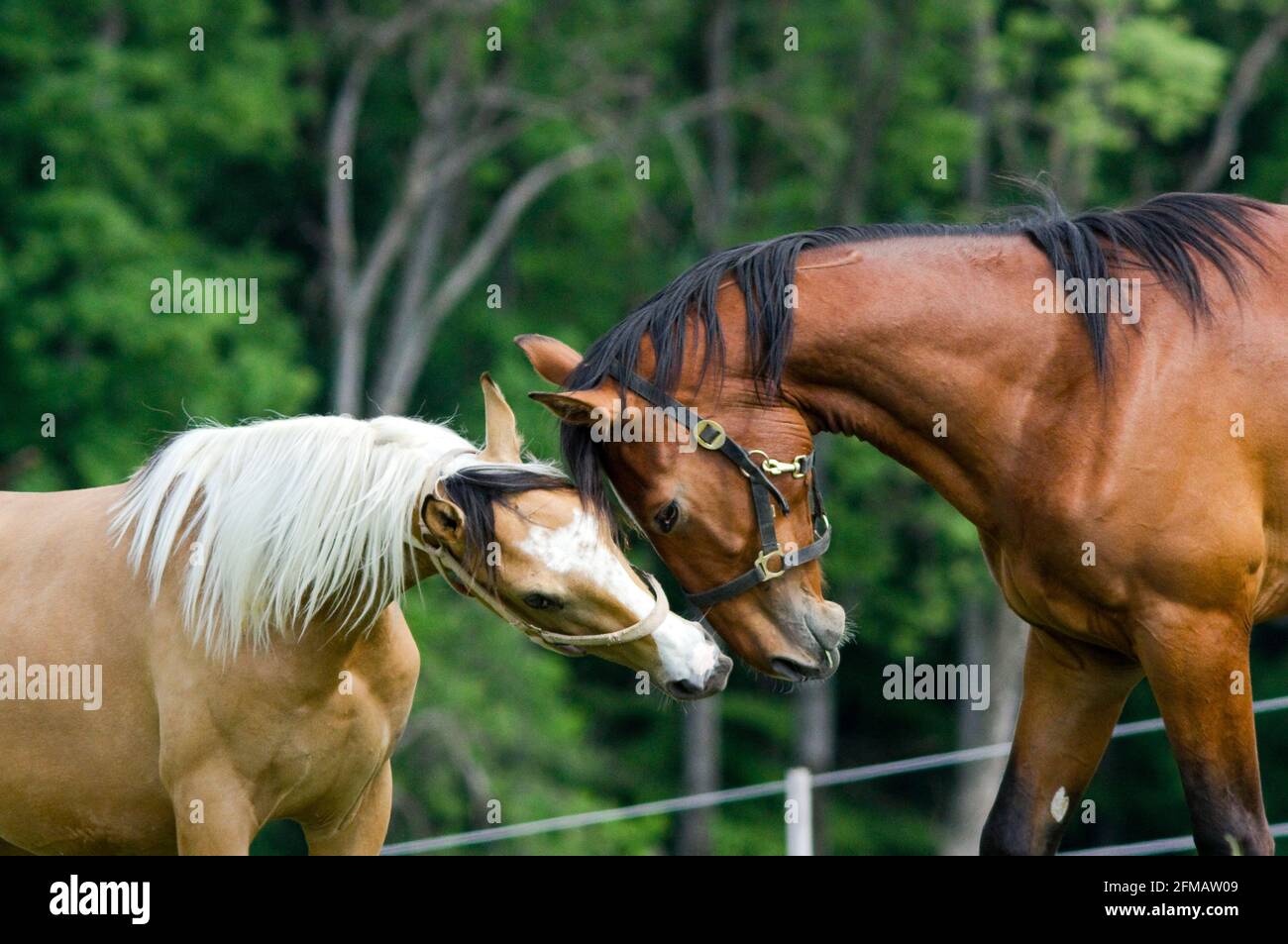 Regional stud farm hi-res stock photography and images - Alamy