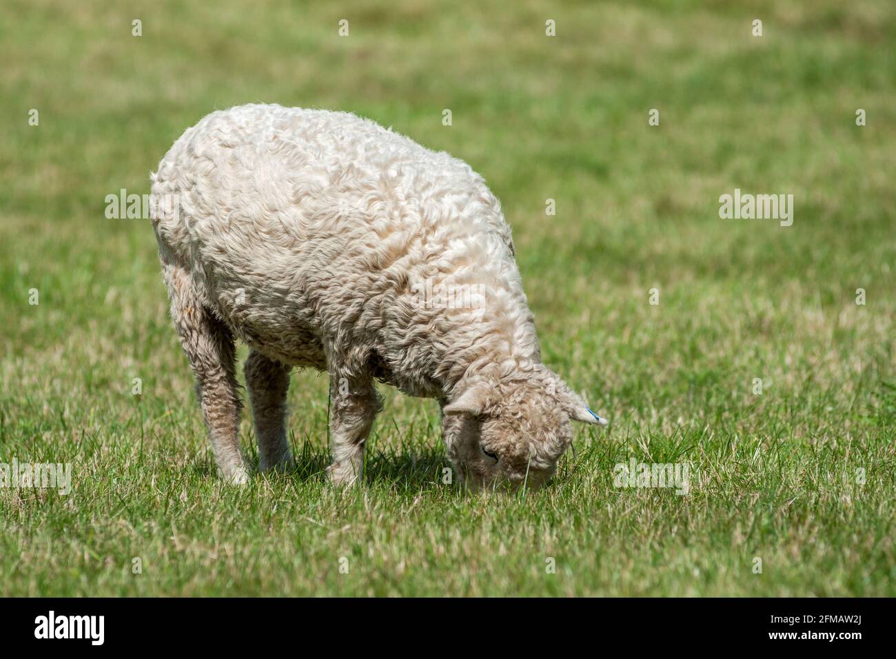 Great Britain, Cotwolds, Swindon, Southdown Sheep, Sheep, Olde English ...