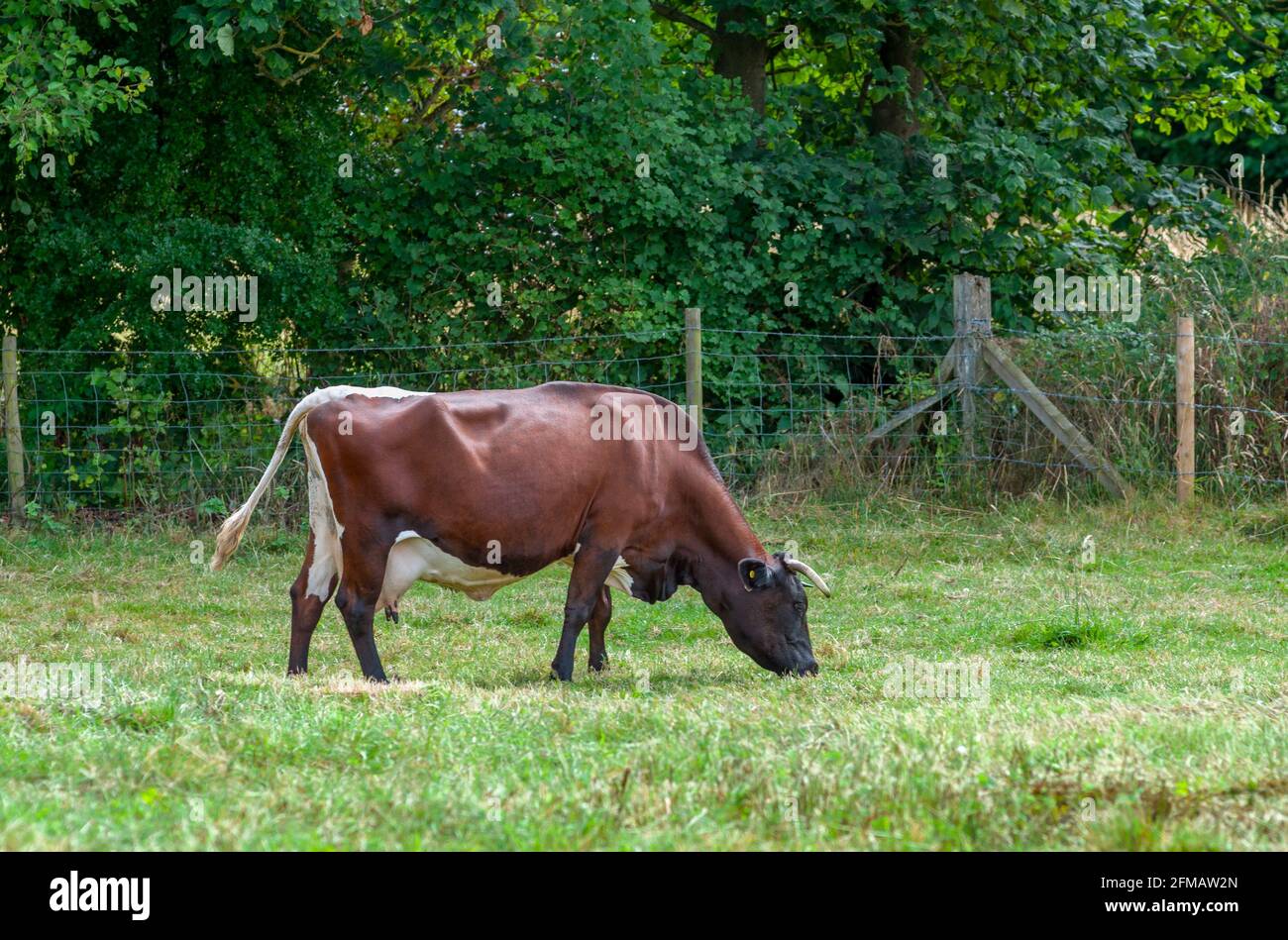 Maroon cow hi-res stock photography and images - Alamy
