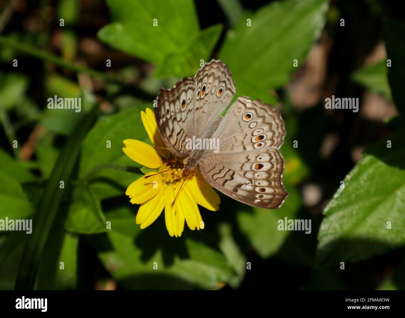 Open winged butterfly hi-res stock photography and images - Alamy