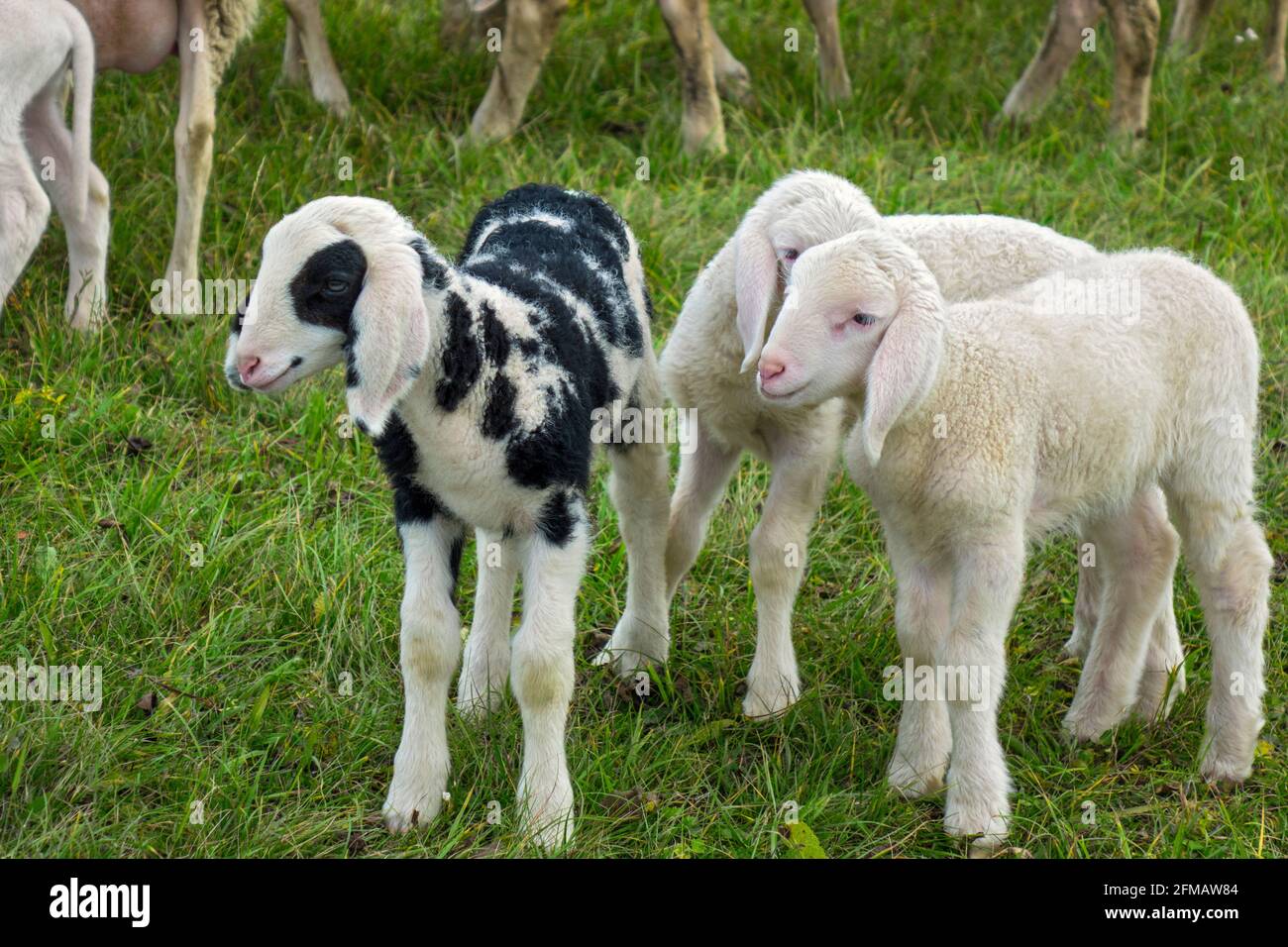 Germany, Baden-Wuerttemberg, Lichtenstein, domestic sheep, lamb, milk ...