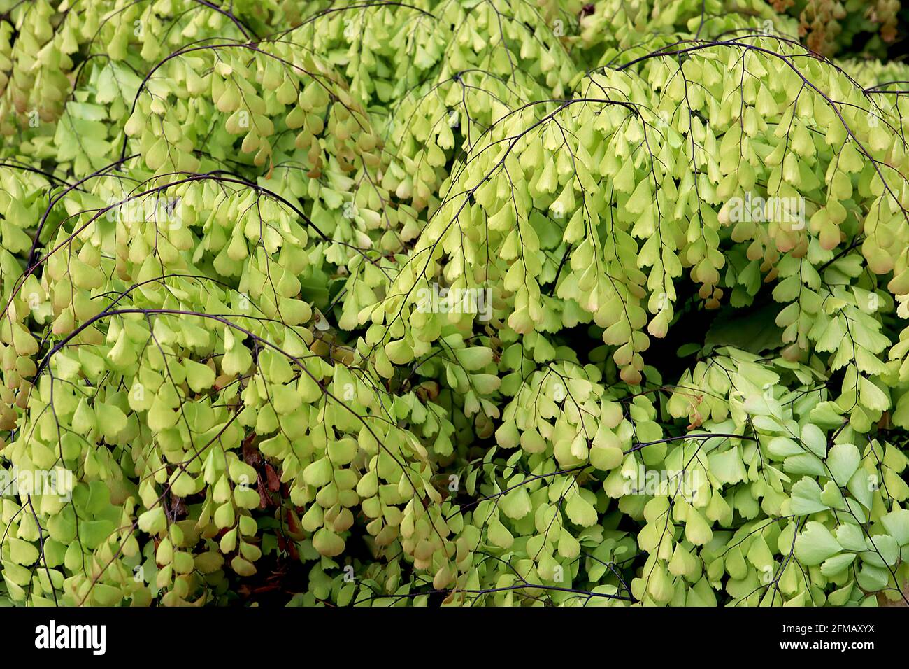 Adiantum venustum Evergreen maidenhair – pale green fan-shaped fronds ...