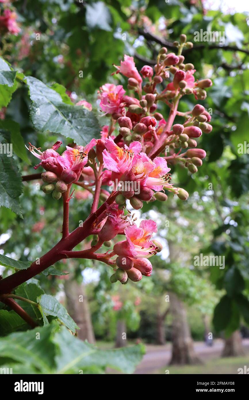 Pink horse chestnut aesculus hi-res stock photography and images - Alamy