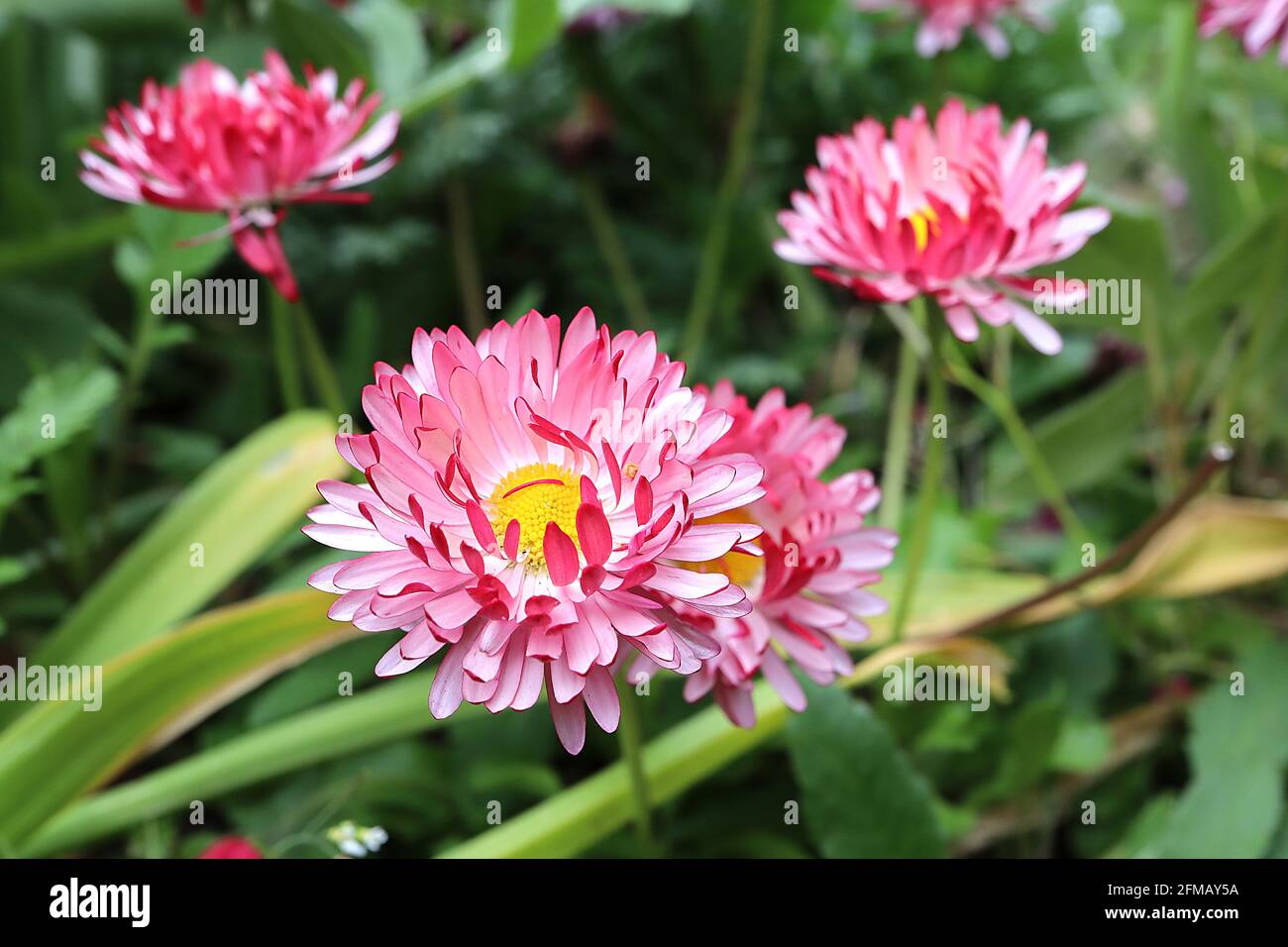 Bellis perennis ‘Bam Bam Red’ Double daisy – bicolored flowers with red ...