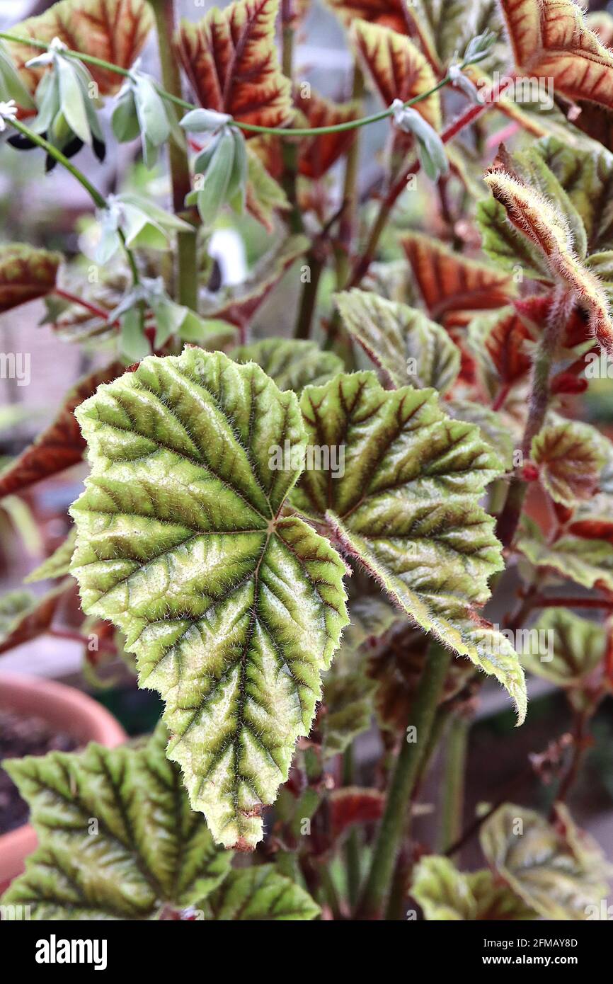 Hairy begonia hi-res stock photography and images - Alamy