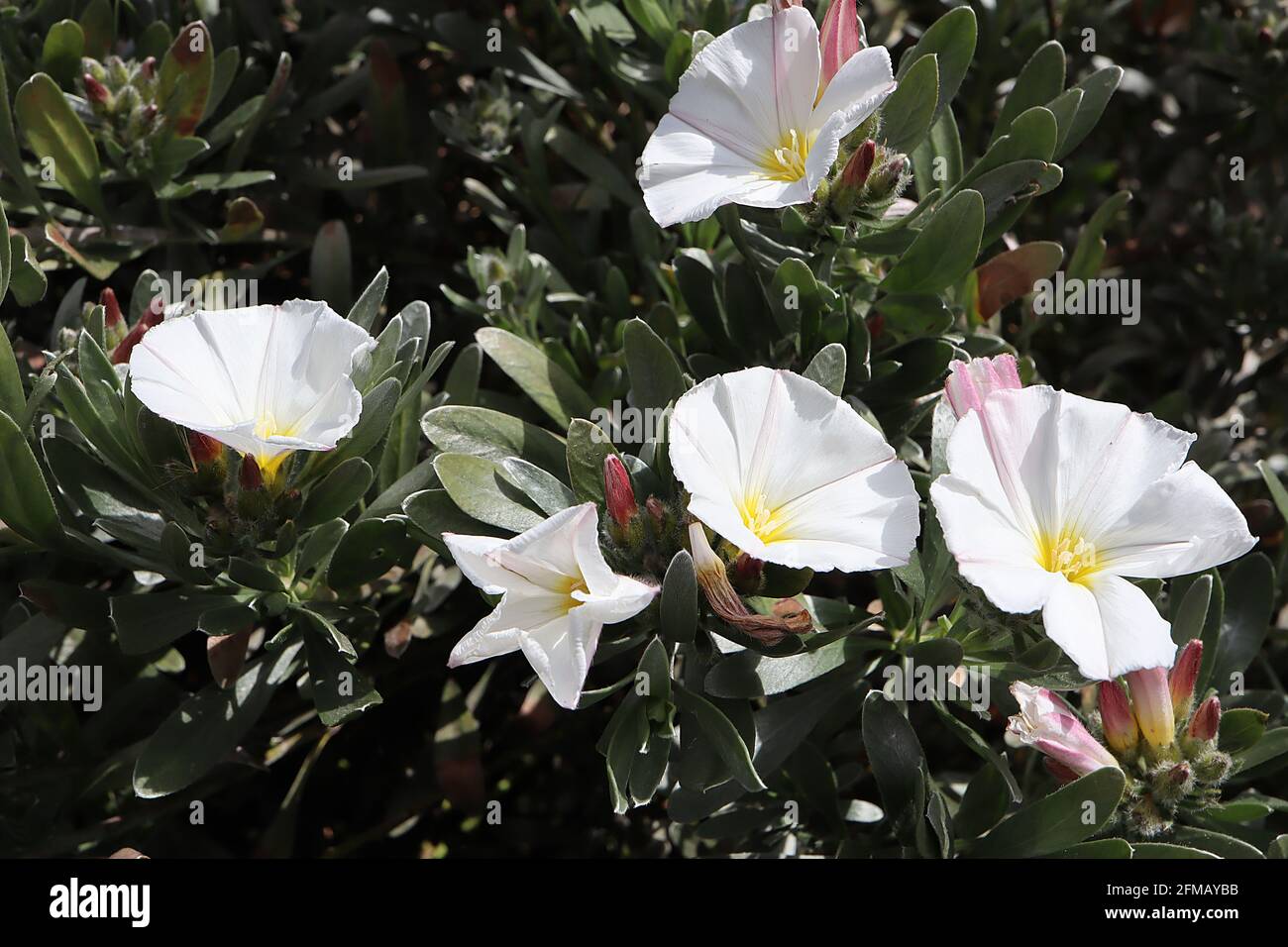 Convolvulus Cneorum Silverbush High Resolution Stock Photography and ...