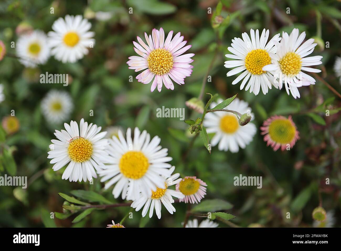 Erigeron karvinskianus pink hi-res stock photography and images - Alamy