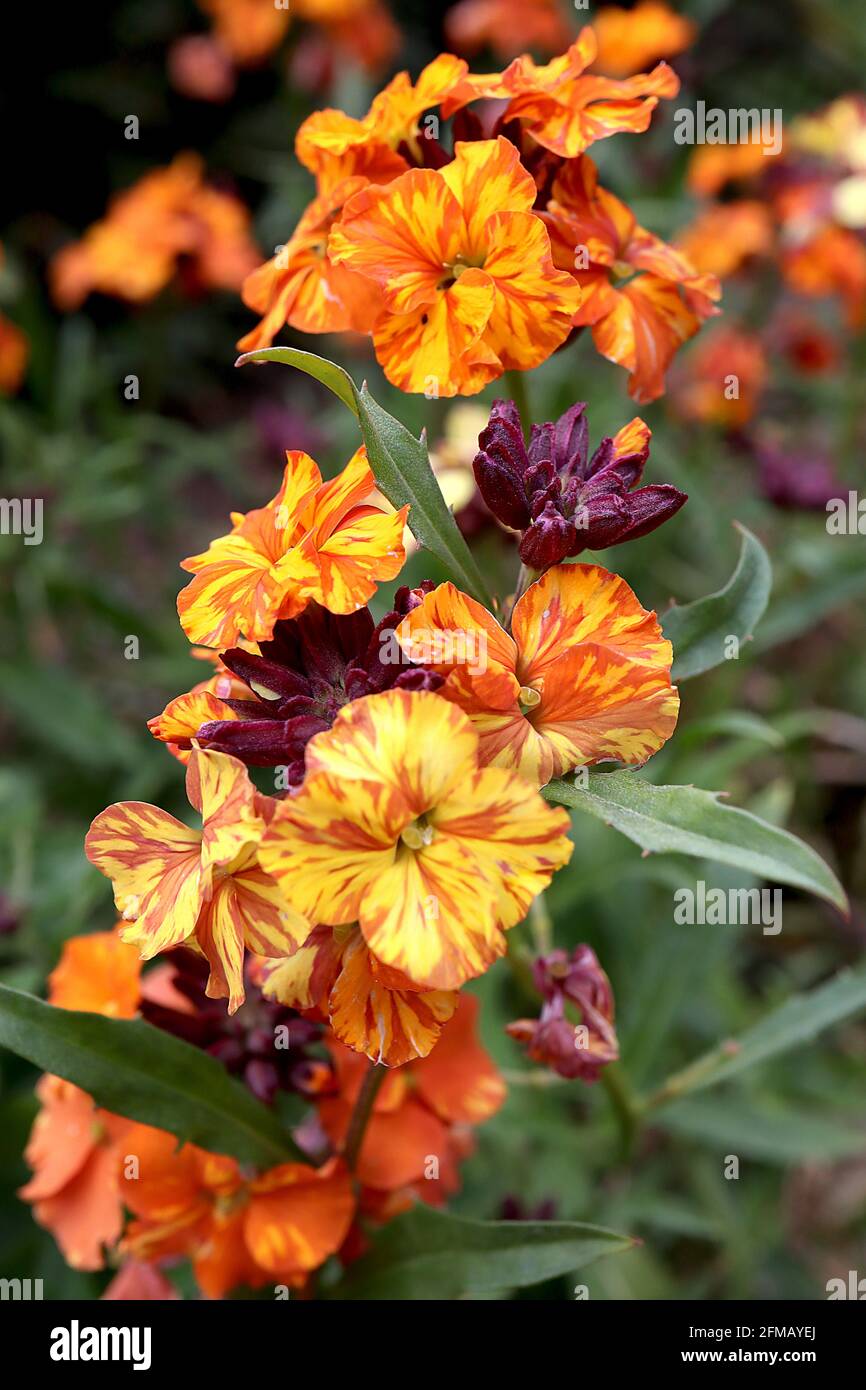 Erysimum mosaic virus hi-res stock photography and images - Alamy