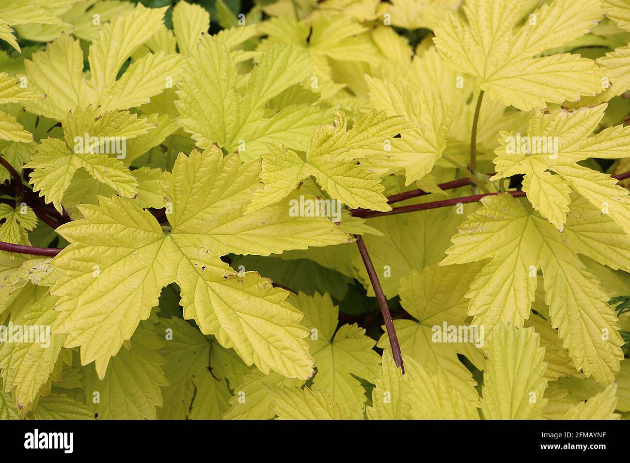 Humulus lupulus ‘Aureus’ LEAVES ONLY golden hop – deeply lobed yellow ...