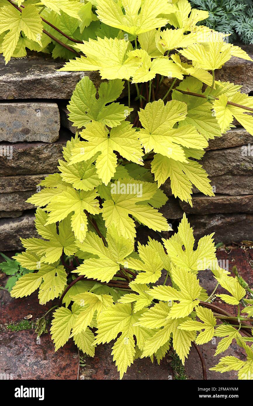 Humulus lupulus ‘Aureus’ LEAVES ONLY golden hop – deeply lobed yellow ...