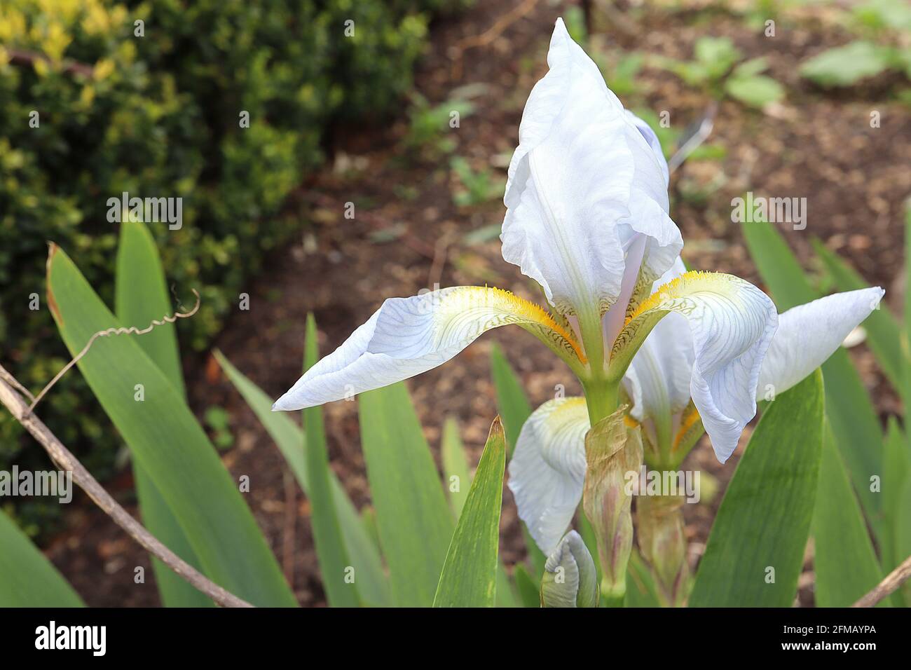 Iris germanica hi-res stock photography and images - Alamy