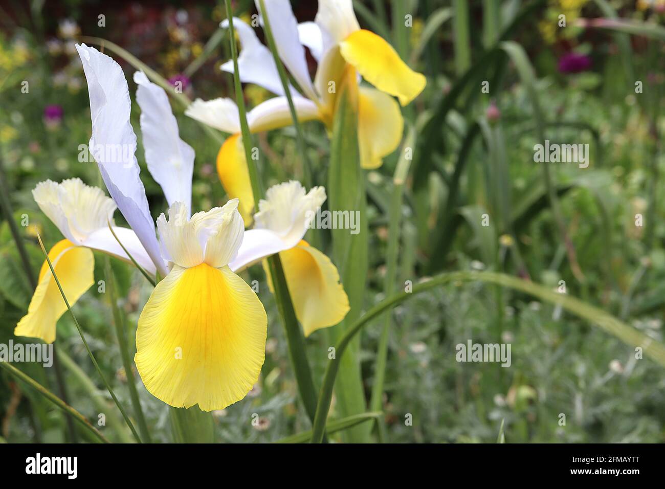 Iris x hollandica ‘Apollo’ Beardless iris Dutch iris Apollo – yellow ...