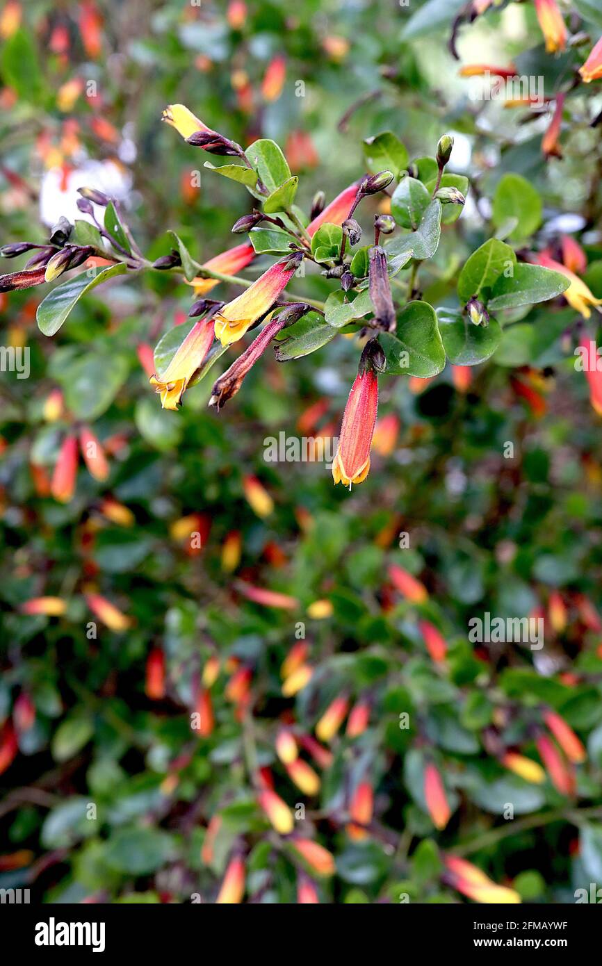 Justicia floribunda Brazilian fuchsia – two-lipped tubular red flowers ...
