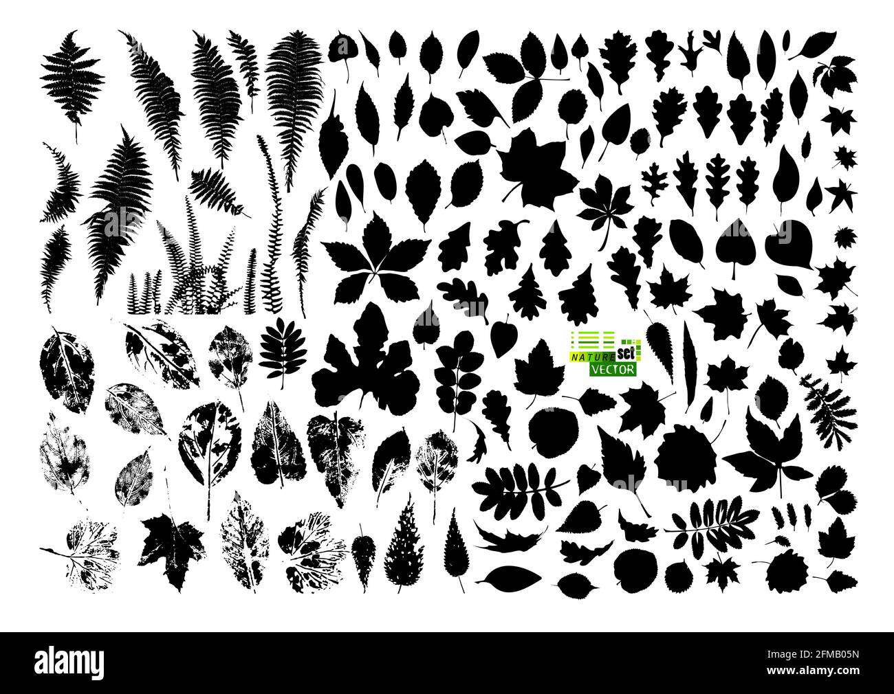 Set of tree leaves. Vector illustration Stock Vector Image & Art - Alamy