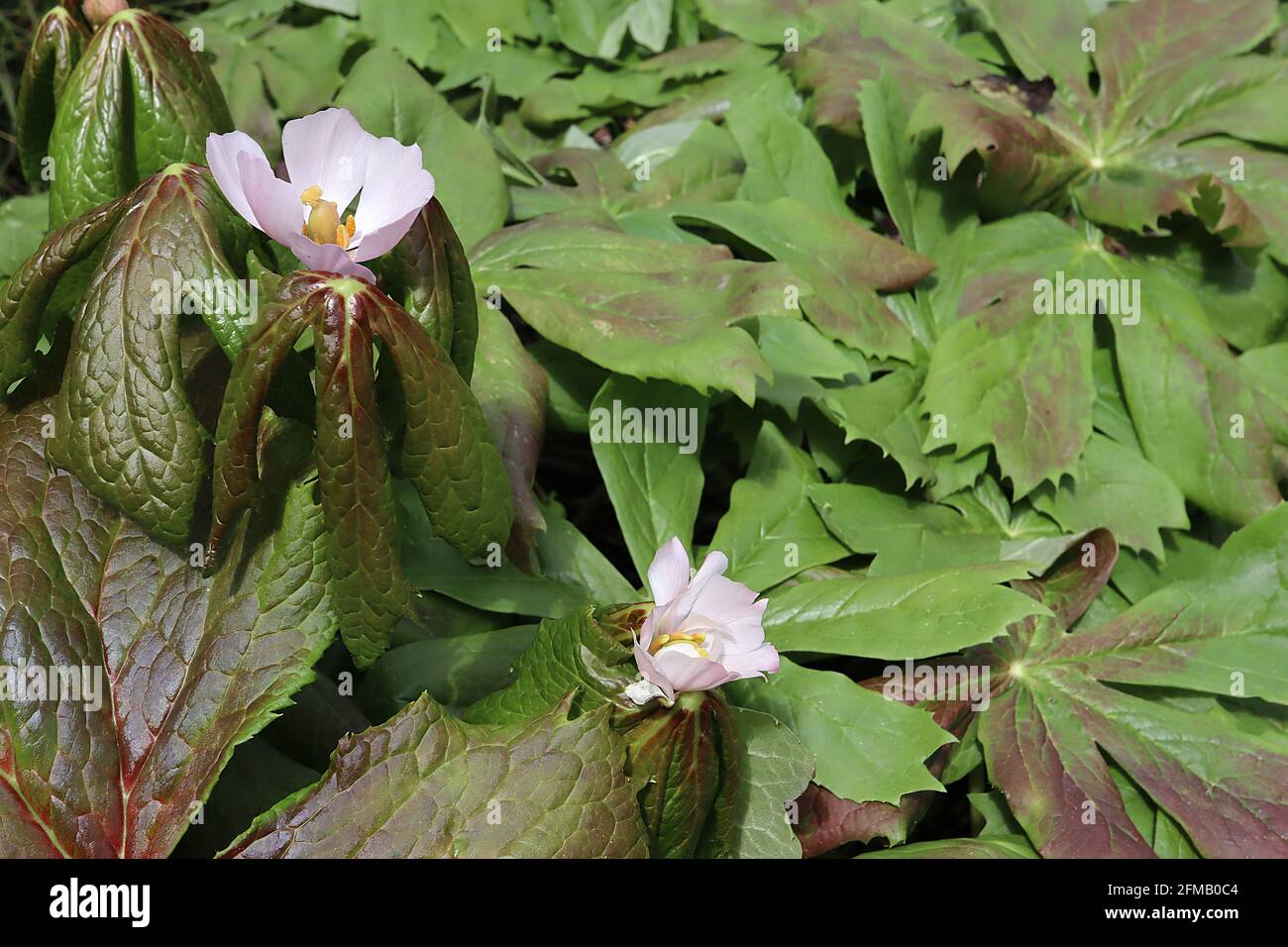 Drooping flowers hi-res stock photography and images - Alamy