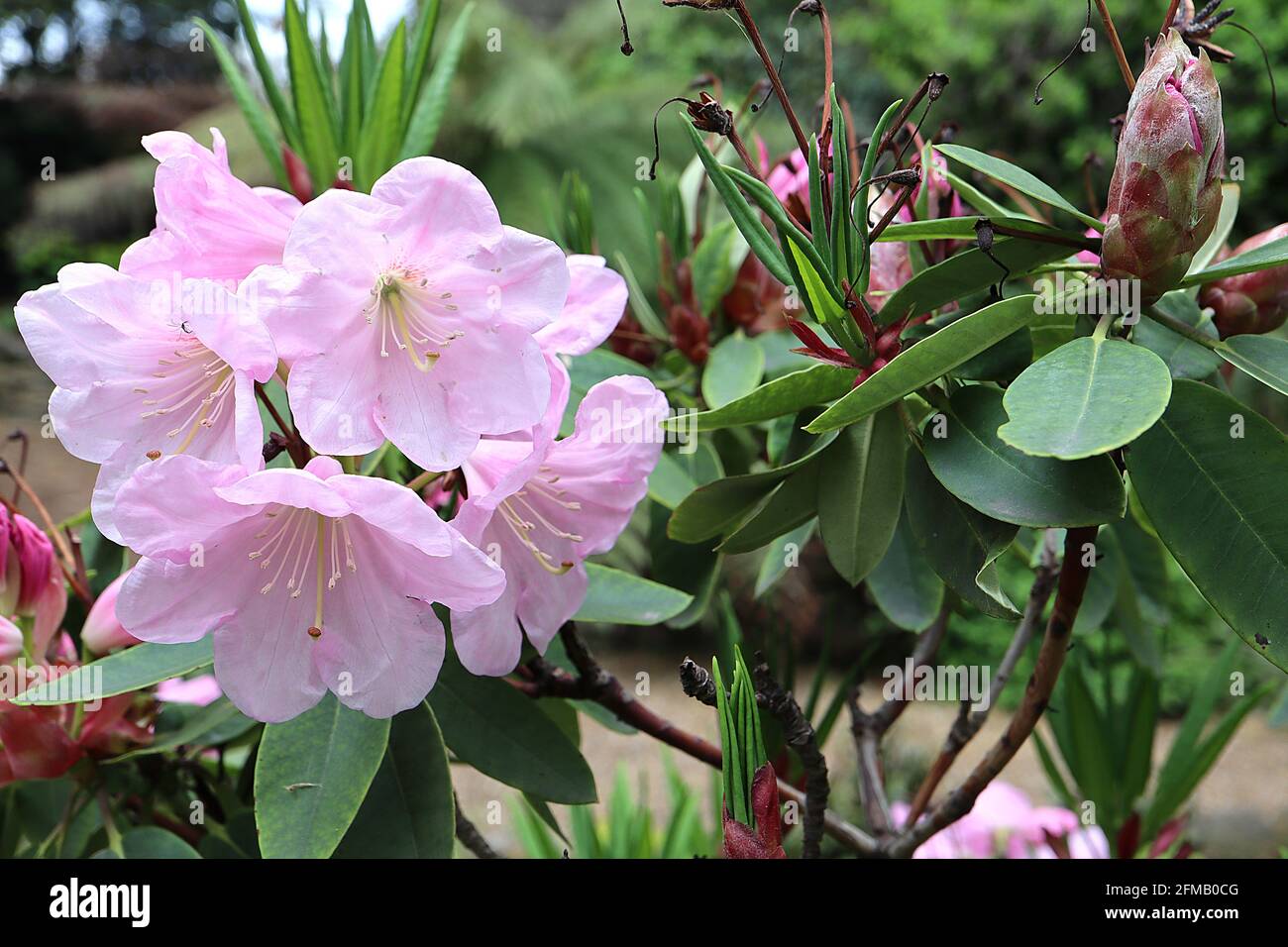 Funnel campanulate hi-res stock photography and images - Alamy