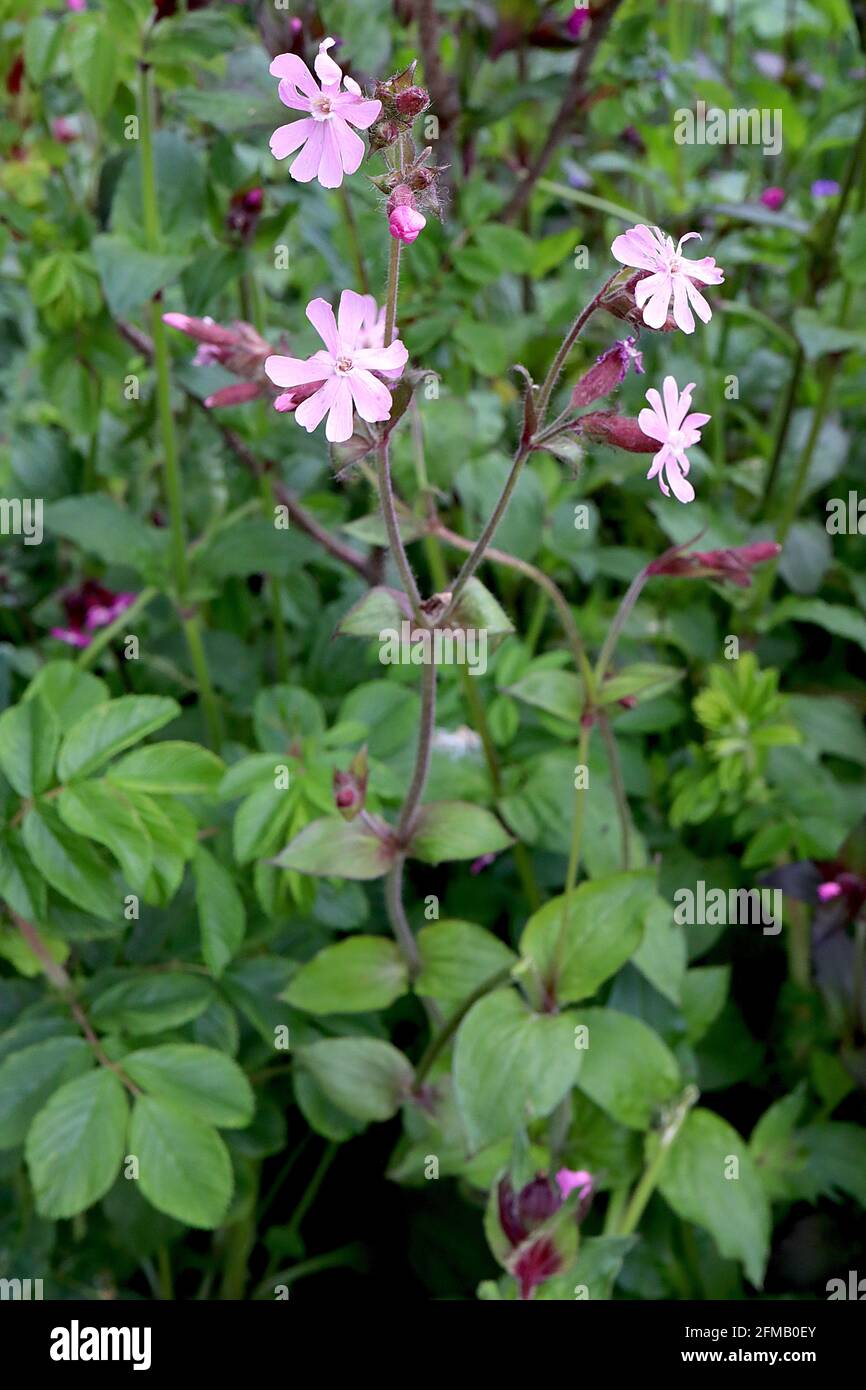 Silene dioica red campion – pink star-shaped flowers and small mid ...