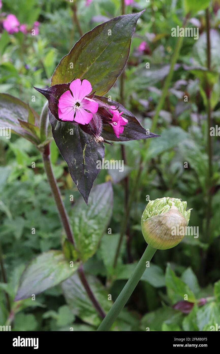 Double red campion hi-res stock photography and images - Alamy