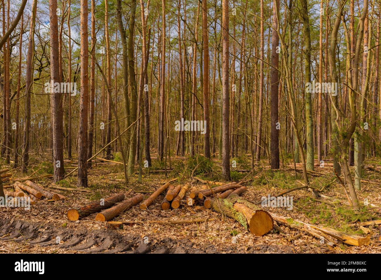 Mixed forest shortly after the wood harvest, freshly felled trees lie ...