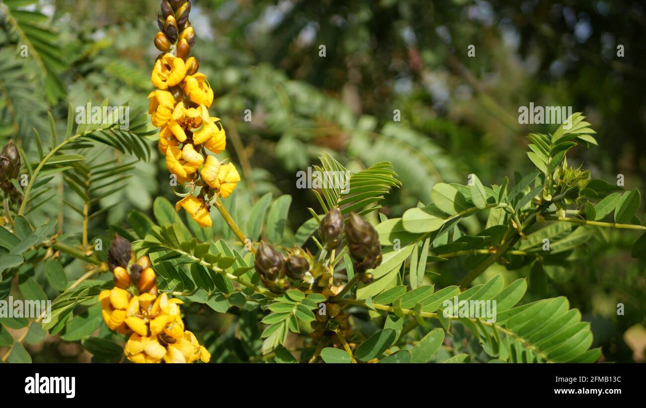 African senna flowers blossom, gardening in California, USA. Natural ...