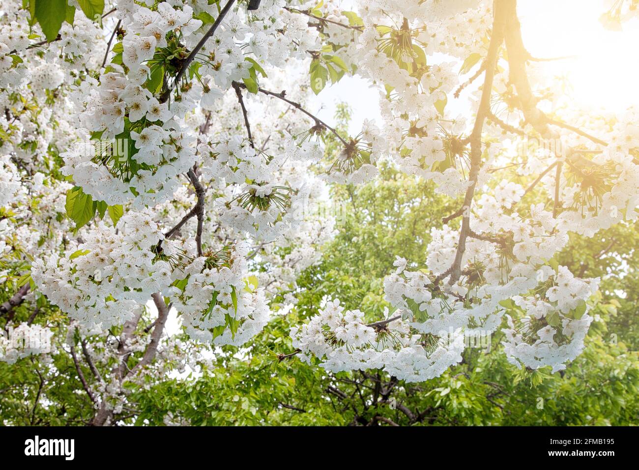 Cherry blossom in spring Stock Photo - Alamy