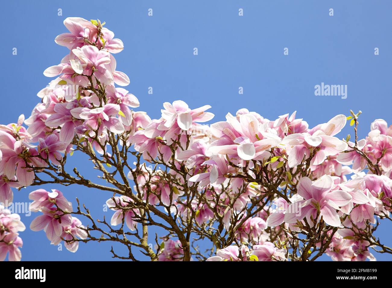 Japanese magnolia blossom High Resolution Stock Photography and Images ...