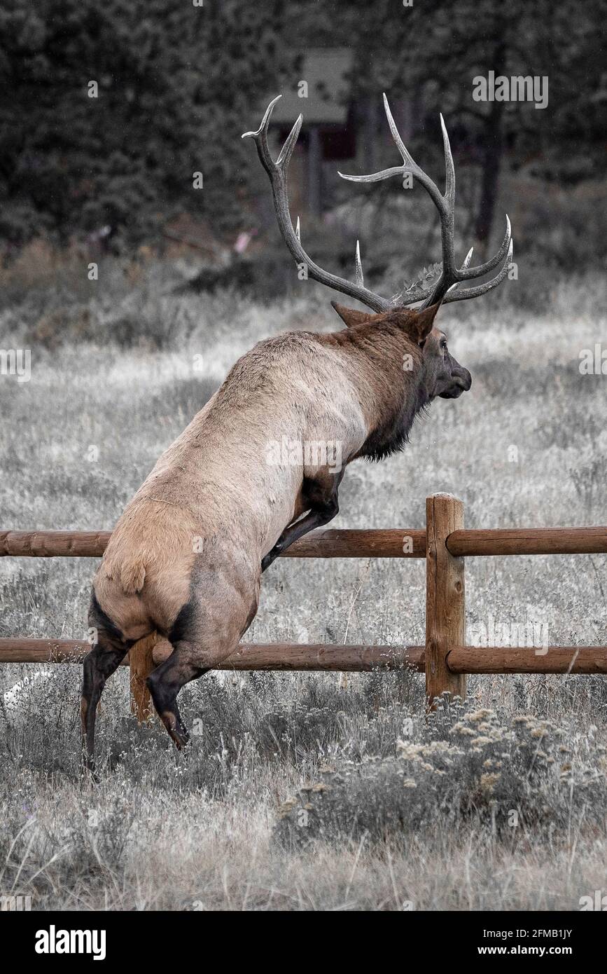 Elk dog hi-res stock photography and images - Alamy