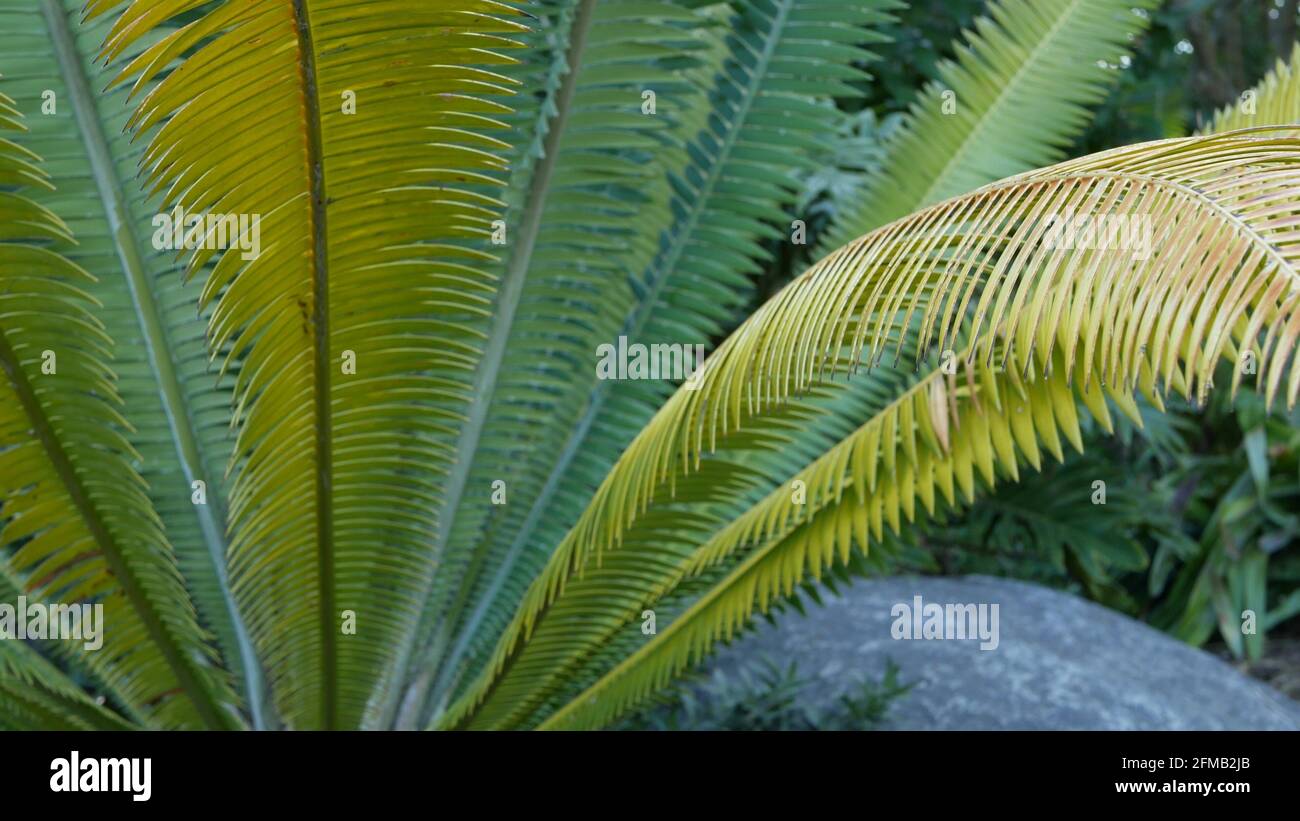Cycad fern leaves in forest, California USA. Green fresh juicy natural ...