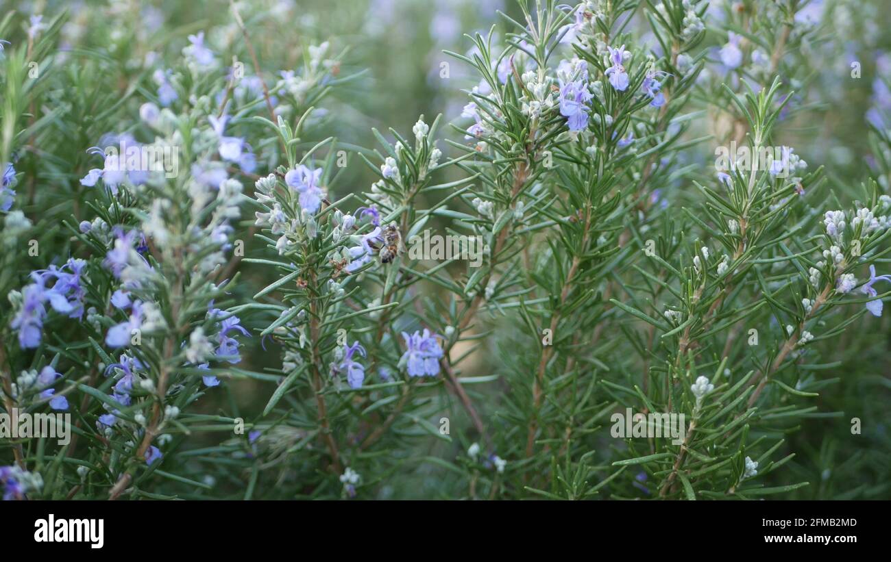 Rosemary flower soft hi-res stock photography and images - Alamy