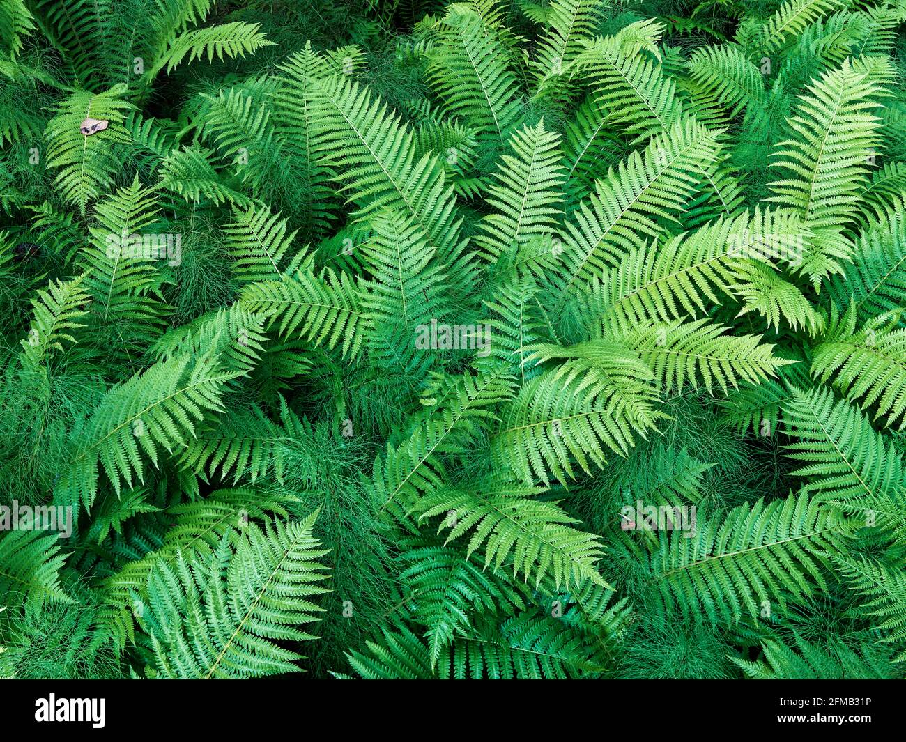 Setesdal hi-res stock photography and images - Alamy