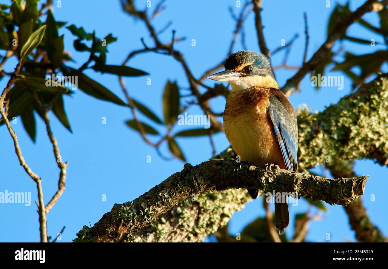 Sacred Kingfisher / kotare perched in coastal forest setting Stock ...