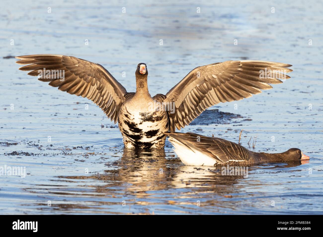 White-fronted or Specklebelly Goose Stretch Stock Photo - Alamy