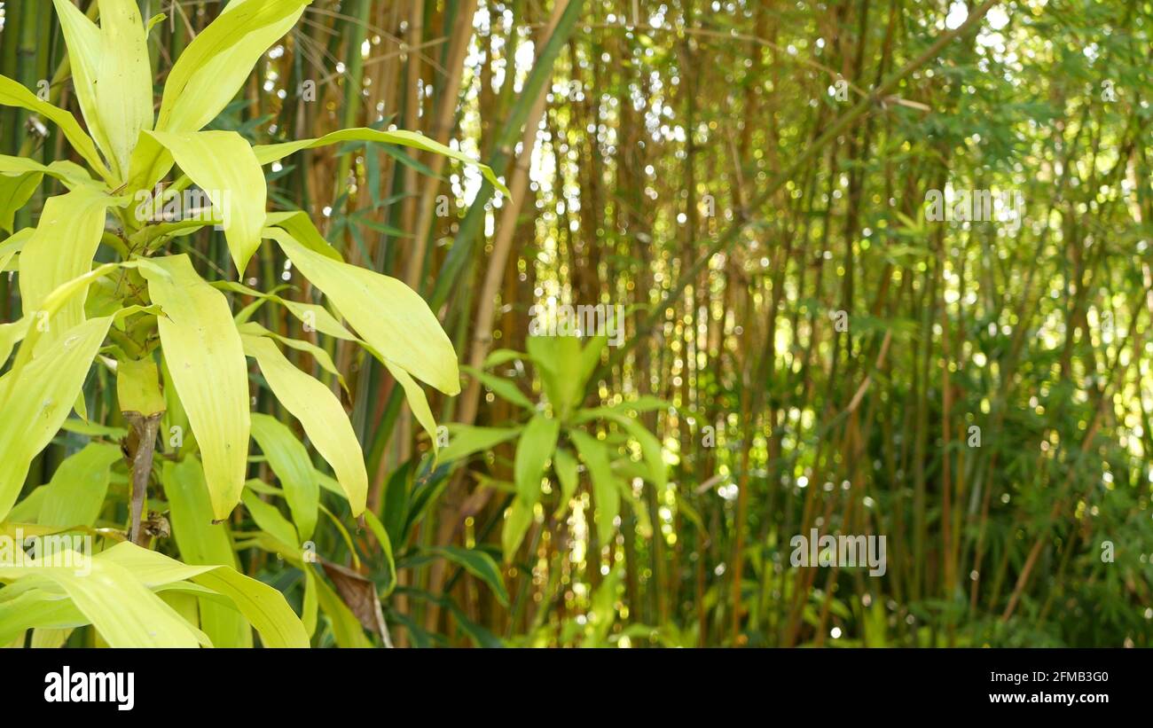 Bamboo grove china chinese hi-res stock photography and images - Alamy