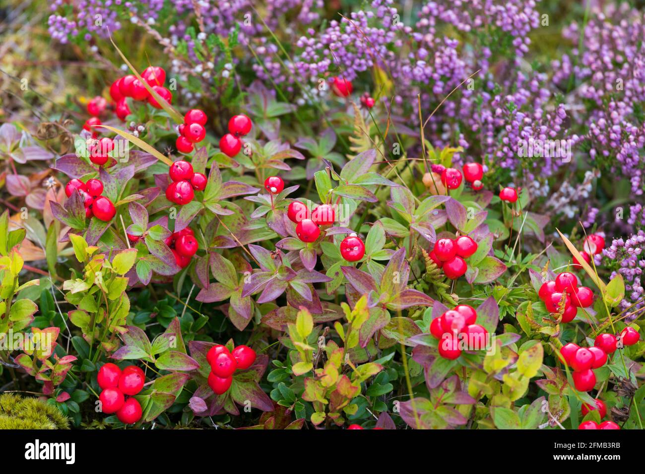Heather And Berries High Resolution Stock Photography and Images - Alamy