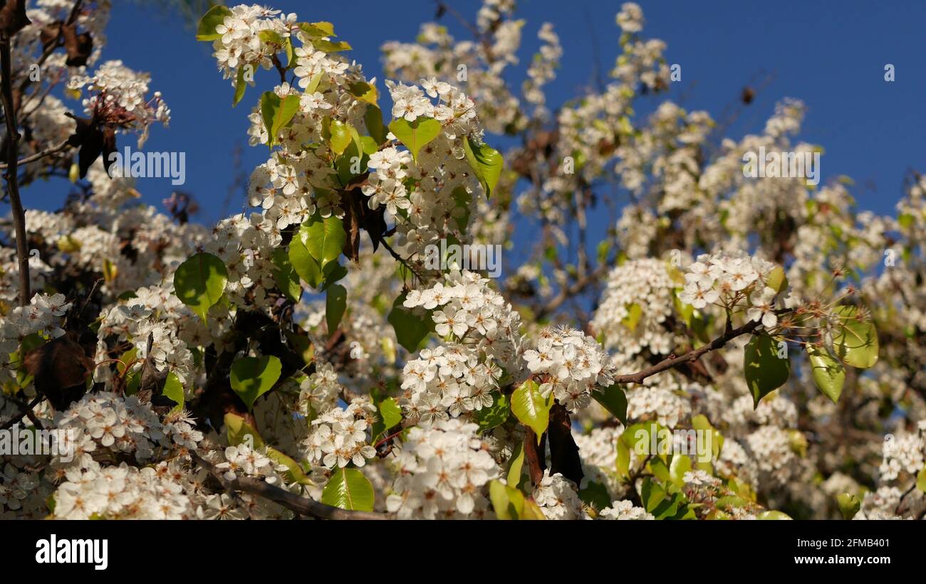 Spring white blossom of cherry tree, California, USA, Balboa Park ...