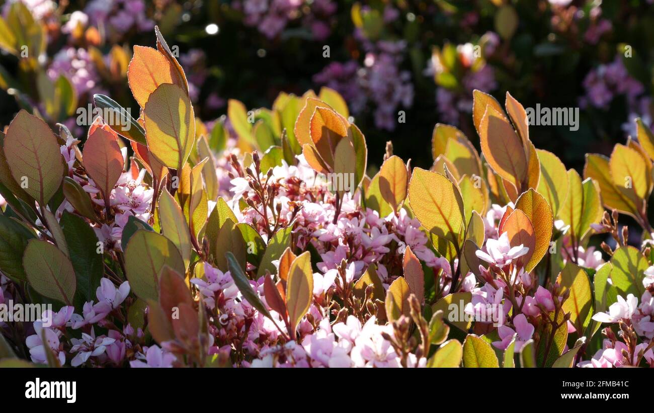 Indian hawthorn pink flower, California USA. Rhaphiolepis springtime ...
