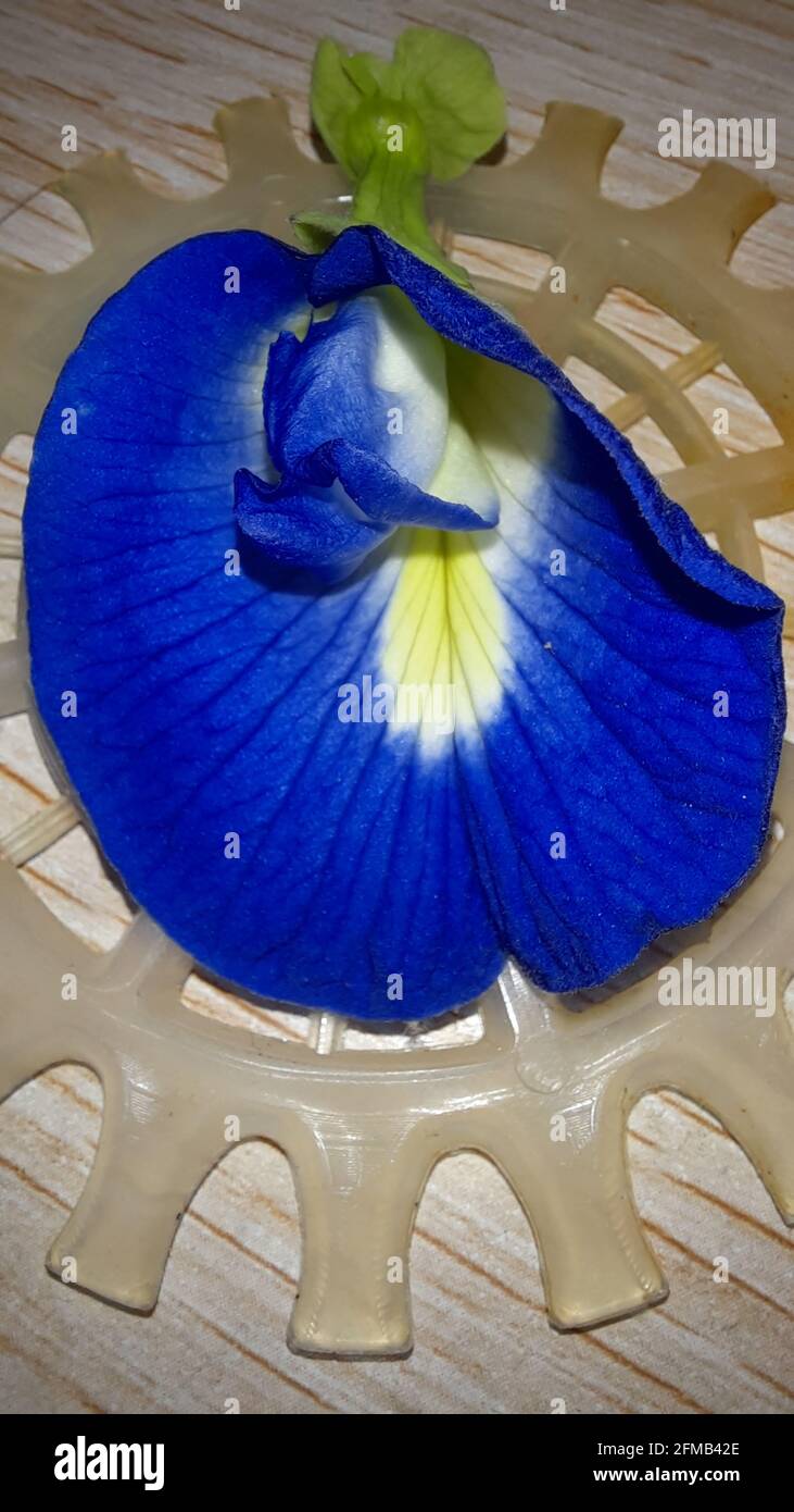 Bluebellvine hi-res stock photography and images - Alamy