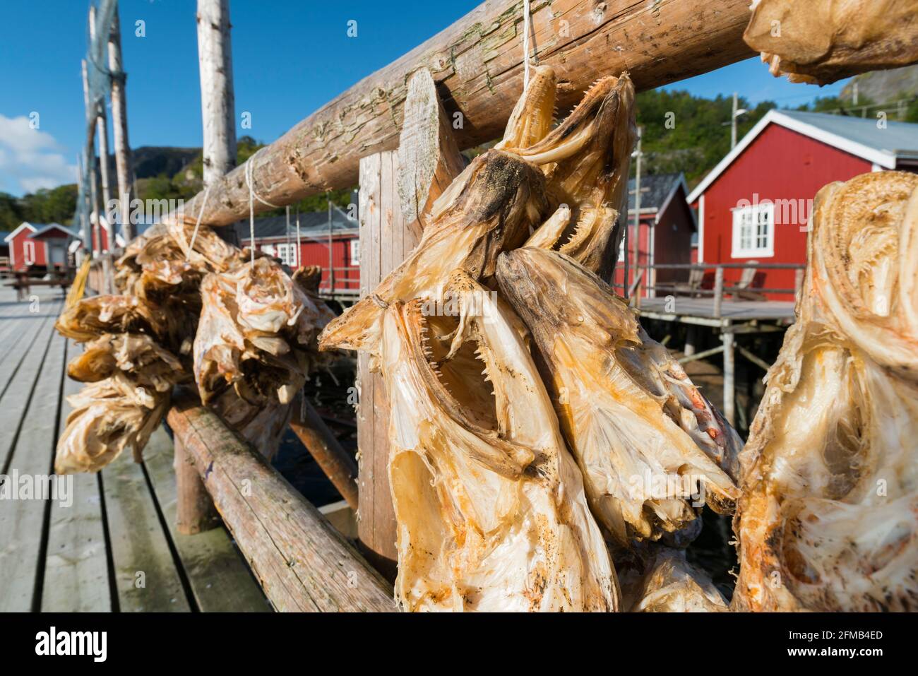 Dried fish, Nusfjord, Flakstadoya, Lofoten, Nordland, Norway Stock ...