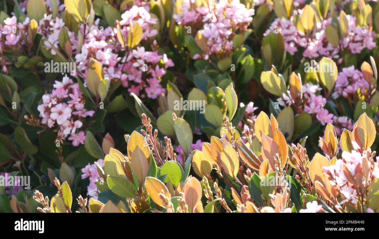 Indian hawthorn pink flower, California USA. Rhaphiolepis springtime ...