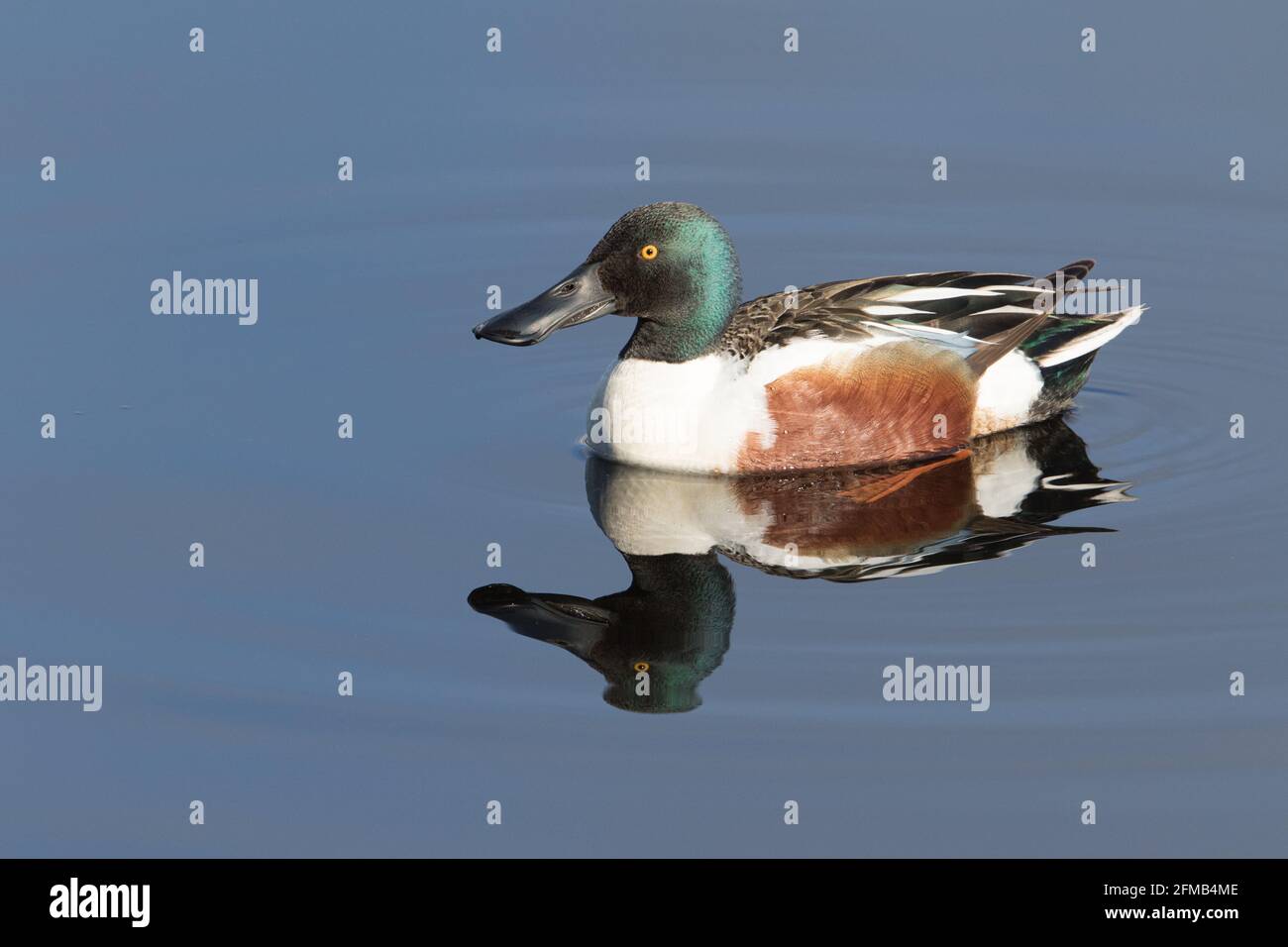 Drake shoveler plumage hi-res stock photography and images - Alamy