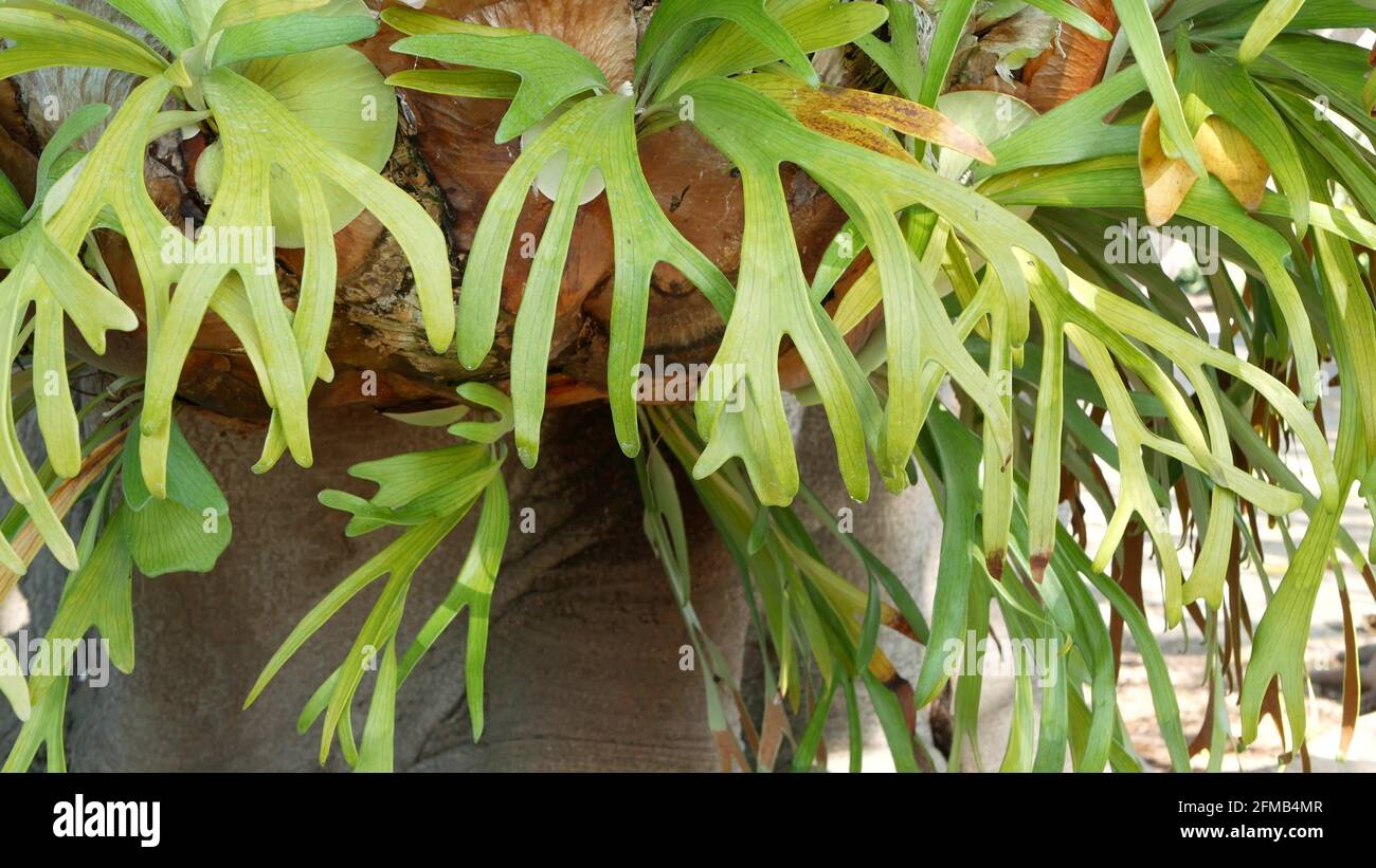 Elkhorn staghorn fern green leaves. Exotic tropical amazon jungle ...