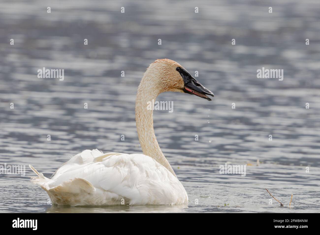 Trumpeter swan plumage hi-res stock photography and images - Alamy