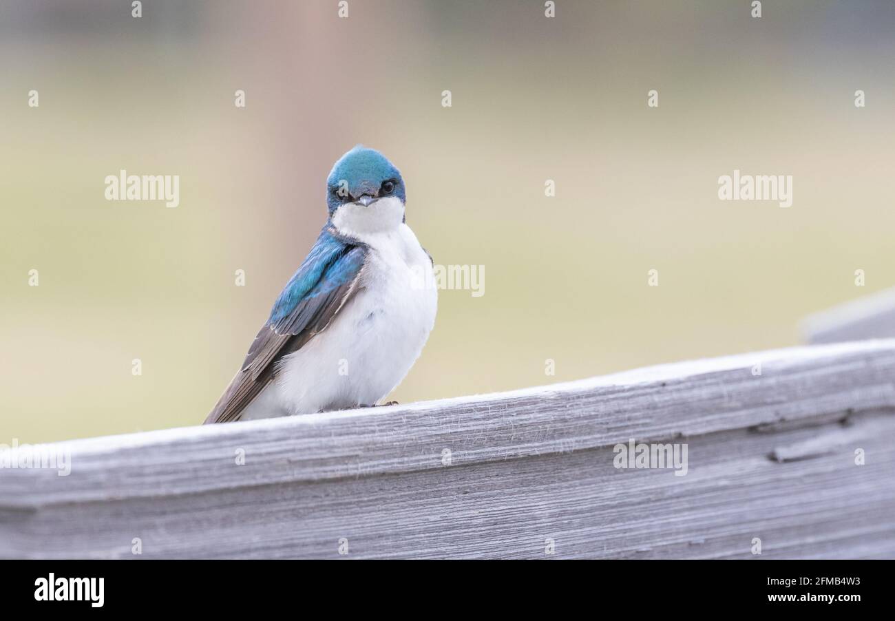 A Tree Swallow in Alaska Stock Photo - Alamy