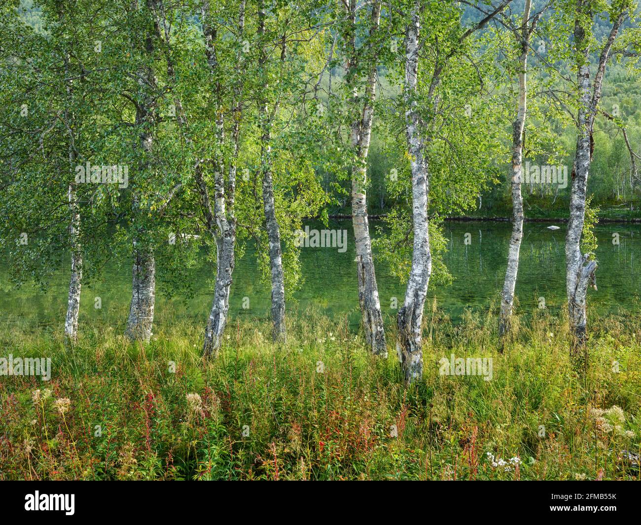 Birch trees, Agder, Norway Stock Photo - Alamy
