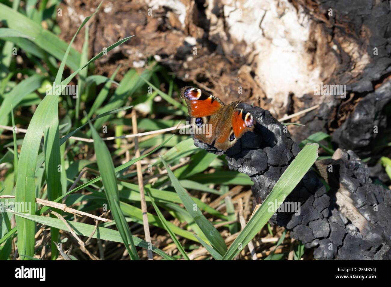 Dead monarch butterfly on hi-res stock photography and images - Alamy