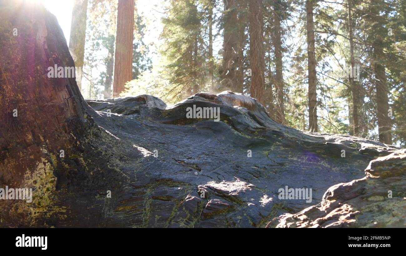 Old fallen sequoia hi-res stock photography and images - Alamy