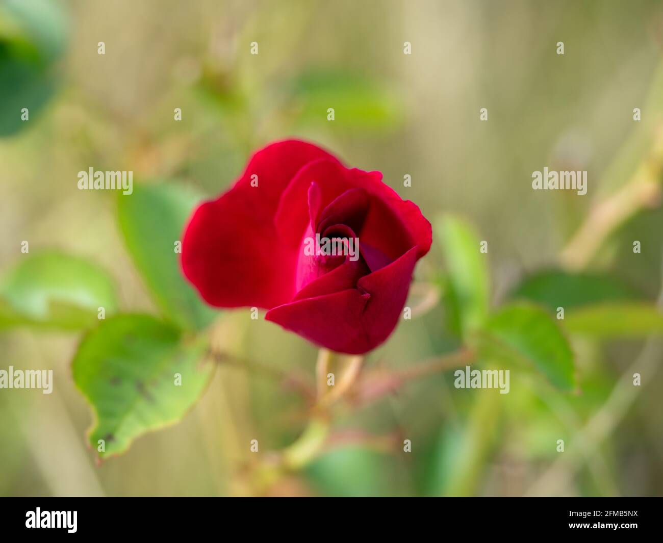 Single red budding rose on a rose bush Stock Photo - Alamy